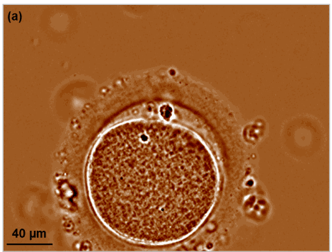 SID4Bio定量相位成像即插即用相机 | CoreAb|北京沫之东生物技术有限公司官网